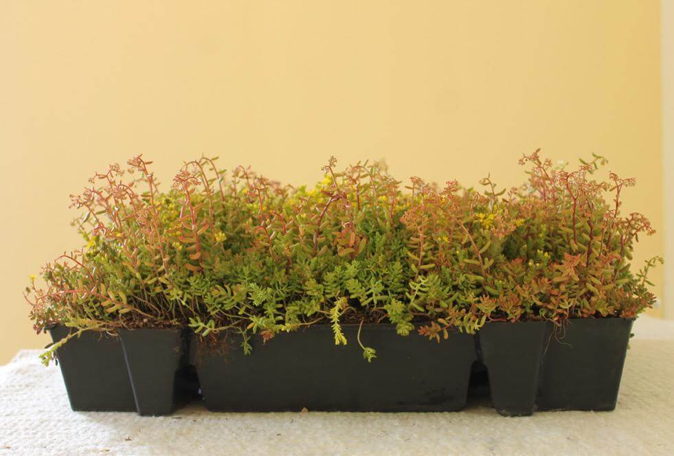 Végétalisation toiture par bac PEHD - SVET